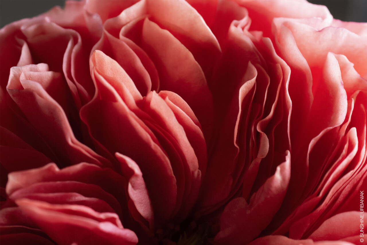 BARONESSE ROSE | SUNOGRAPHY