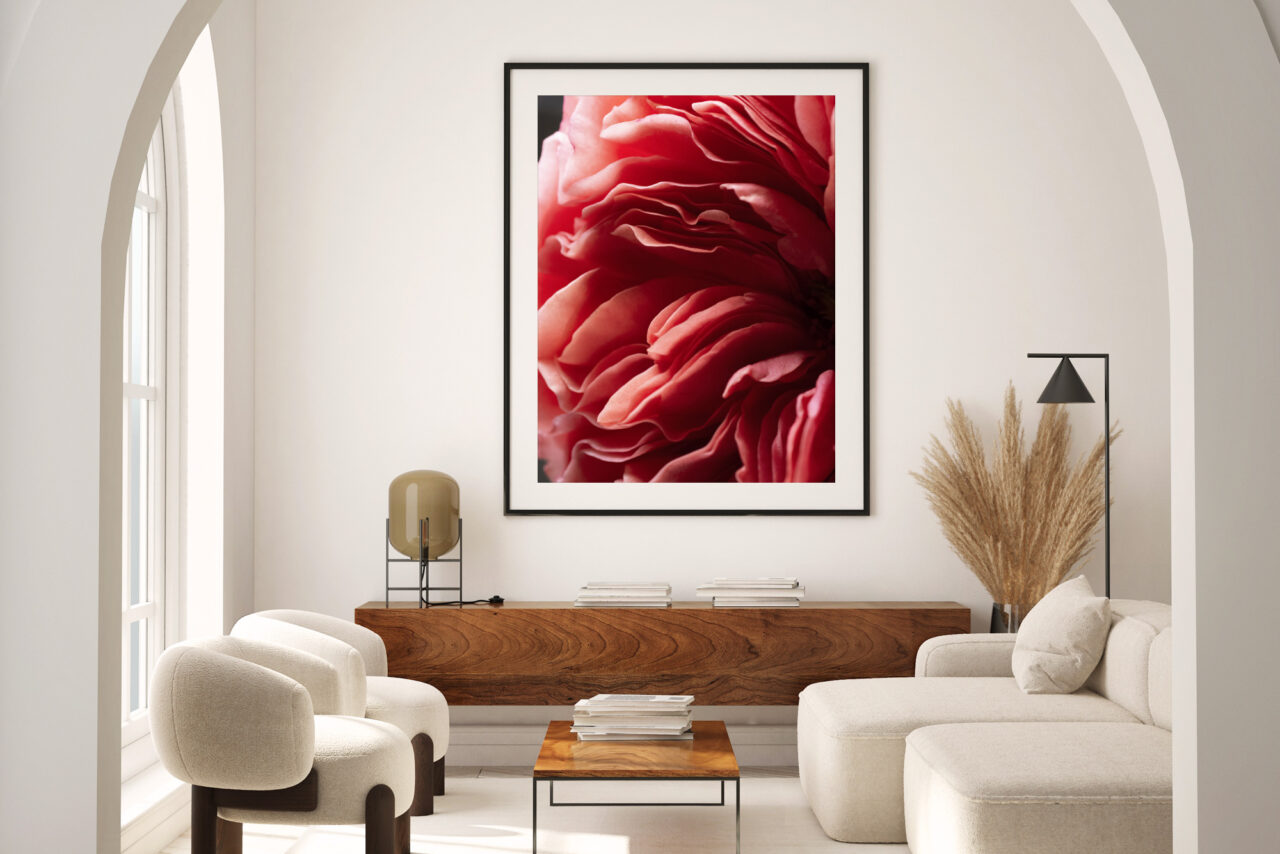 BARONESSE ROSE | SUNOGRAPHY